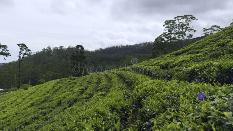 Panoramic View of Tea Fields in Taiwan. Action. Hillside Tea ...