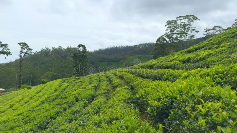 Panoramic View of Tea Fields in Taiwan. Action. Hillside Tea ...