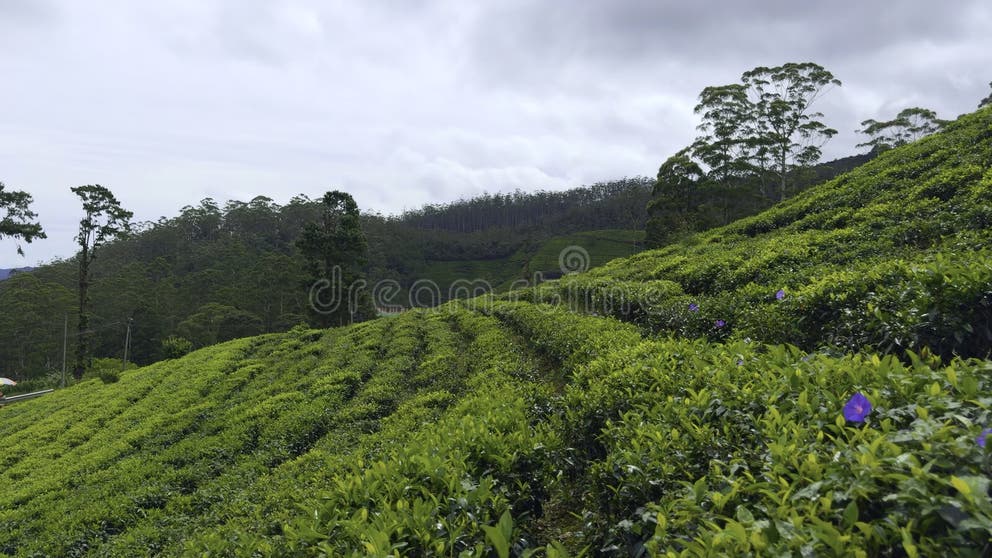 Panoramic View of Tea Fields in Taiwan. Action. Hillside Tea ...