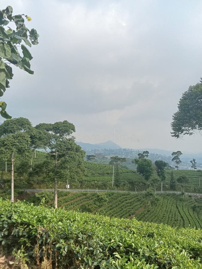 Panoramic View of the Tea Plantations in Kemuning, Central Java with a ...