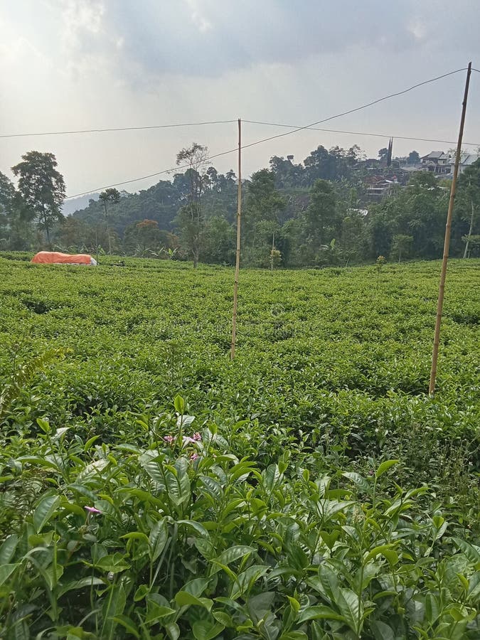 Panoramic View of the Tea Plantations in Kemuning, Central Java with a ...