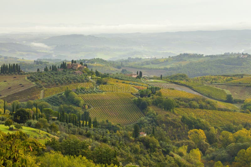 Panoramic View To Tuscany Valley with Vineyard Fields Stock Photo ...