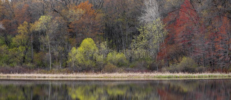 View of Trees and Rice Fields from Above Stock Image - Image of ...
