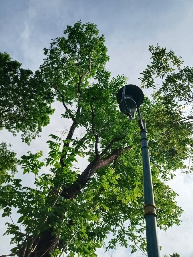 Panoramic View of Trees and Lights in Tourist Parks Stock Photo - Image ...