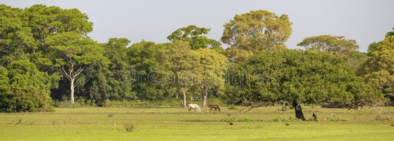 Panorama Typical Landscape of Pantanal Wetlands, Brazil Stock Photo ...