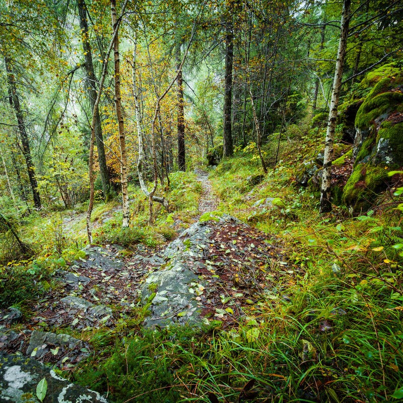 Panoramic View of Undergrowth Stock Image - Image of park, path: 173008489