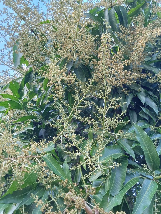 213 Flowering Season Mango Tree Stock Photos - Free & Royalty-Free ...