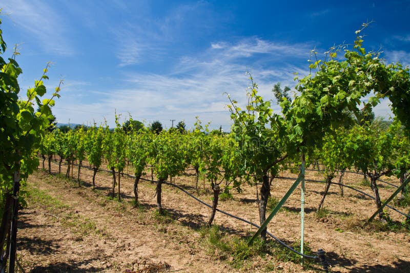 Panoramic View of a Vineyard Stock Photo - Image of panorama, landscape ...