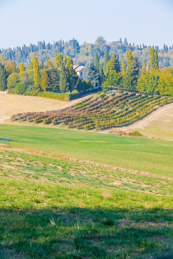 Panoramic View of a Vineyard with Farm Stock Image - Image of green ...