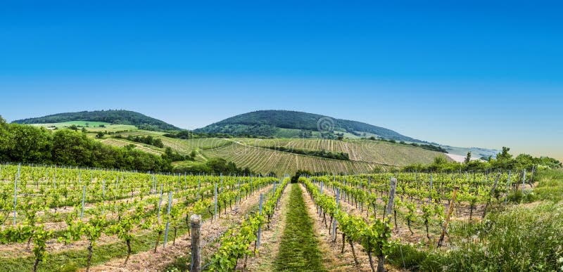 View of Vineyard in Spring Time Stock Image - Image of rural, vineyards ...
