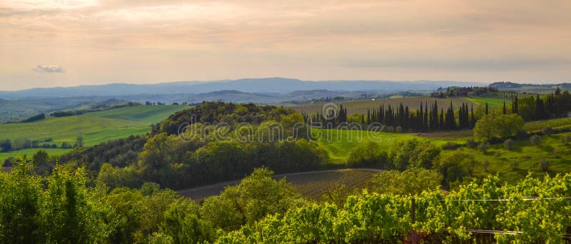 Fresh Vineyard Panoramic stock image. Image of panorama - 2591519
