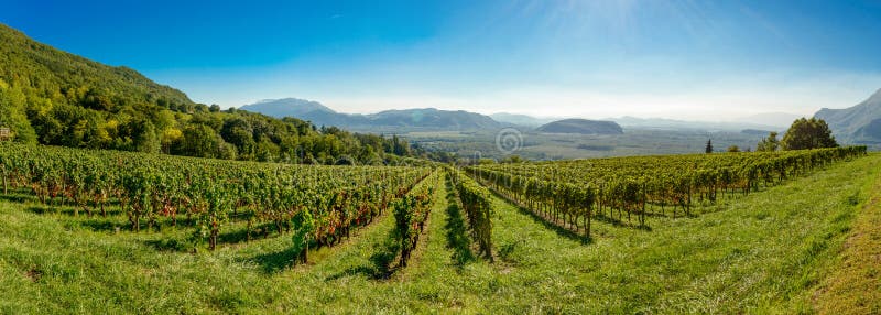 Panoramic View of the Vineyards Stock Photo - Image of european ...