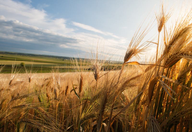 Panoramic View of a Wheat Field Stock Photo - Image of lanscape ...