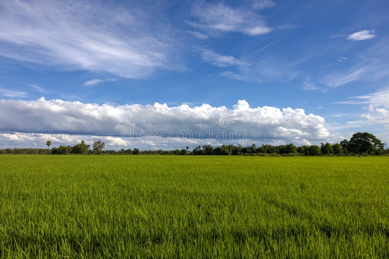 Panoramic View of White Clouds in a Beautiful Blue Sky Over Green Rice ...
