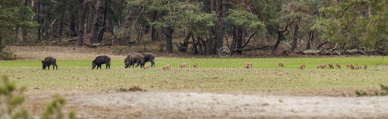 Panoramic View of Wild Boars and Other Animals Grazing in the Pasture ...