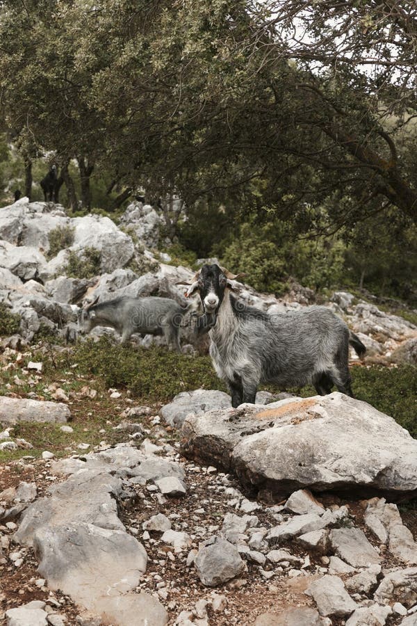 Panoramic View Wild Goats Nature 1. High Quality Photo Stock Photo ...