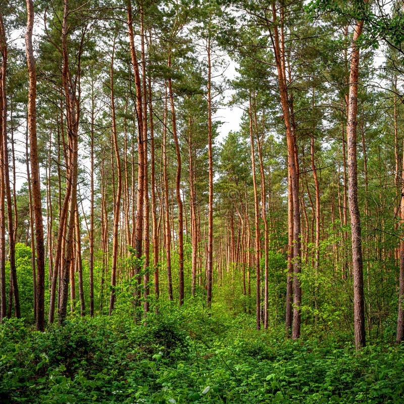 Panoramic View of Wild Pine Tree Forest at Summer, Near Magdeburg ...