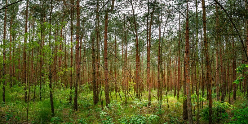 Panoramic View of Wild Pine Tree Forest at Summer, Near Magdeburg ...