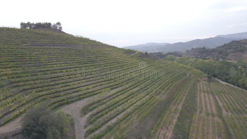 Panoramic View of Wine Fields. Vineyards on a Mountainside at Sunset ...