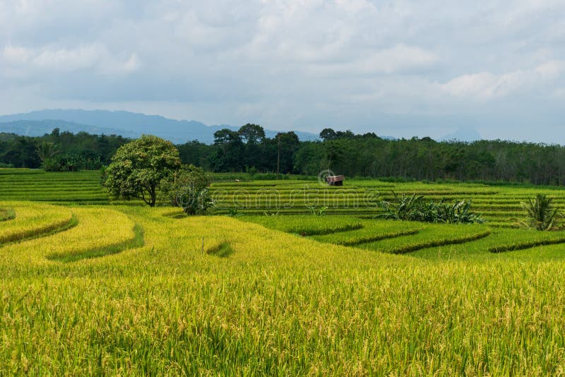 Panoramic View of Yellowing Rice Fields and Mountains on a Sunny Day in ...