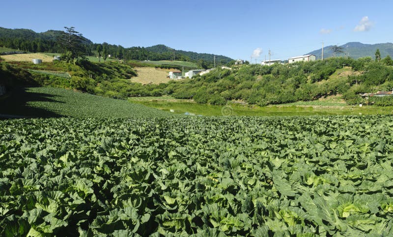 Panoramic Views of Beautiful Vegetable Farm. Stock Image - Image of ...