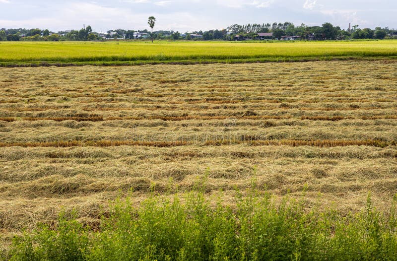 Panoramic Views of Green and Post-harvest Rice Fields Full of Stubble ...