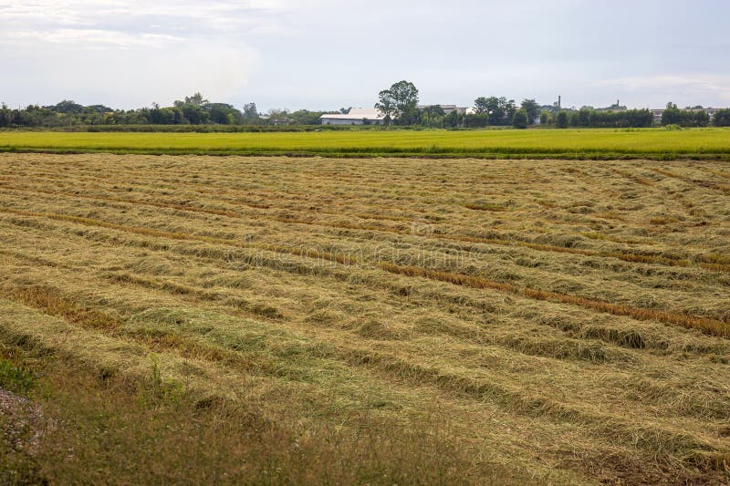 Panoramic Views of Green and Post-harvest Rice Fields Full of Stubble ...
