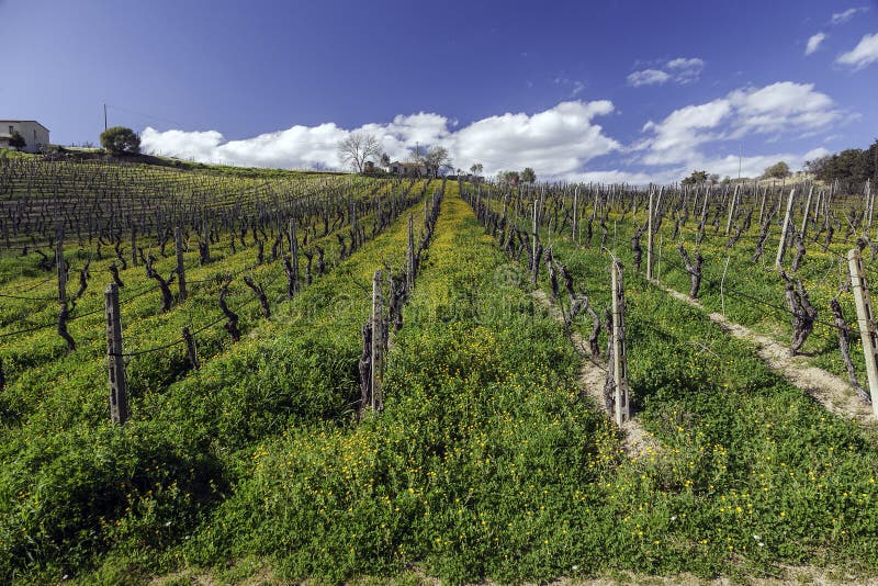Panoramic of a Vineyard in Springtime Stock Photo - Image of organic ...