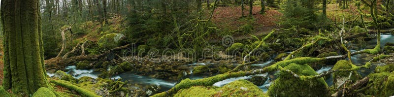 Panoramic Wide View on Ancient Forest Woodland in Devon, UK Stock Image ...
