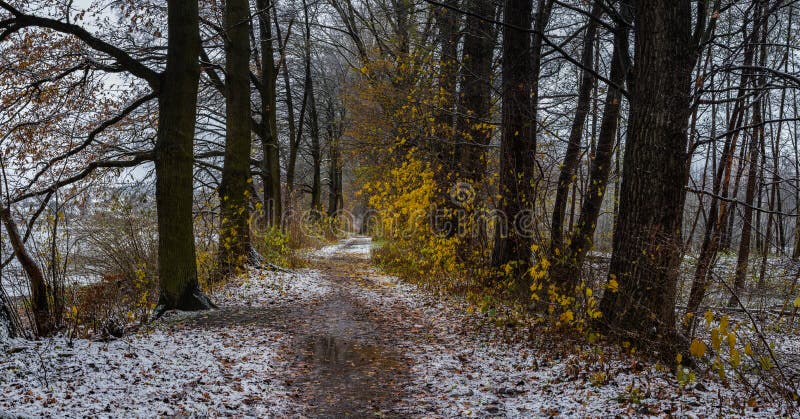 Panoramic Winter Forest Path through Old Trees Stock Image - Image of ...
