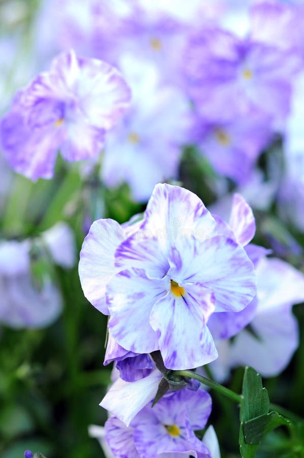 Pansy flower stock image. Image of closeup, beauty, natural - 58732791