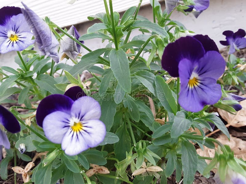 Panseys stock image. Image of panseys, pretty, blue - 157710459