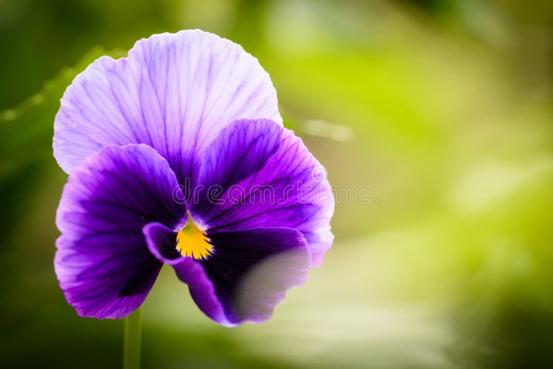 Pansie stock photo. Image of camera, violet, nature - 102024898