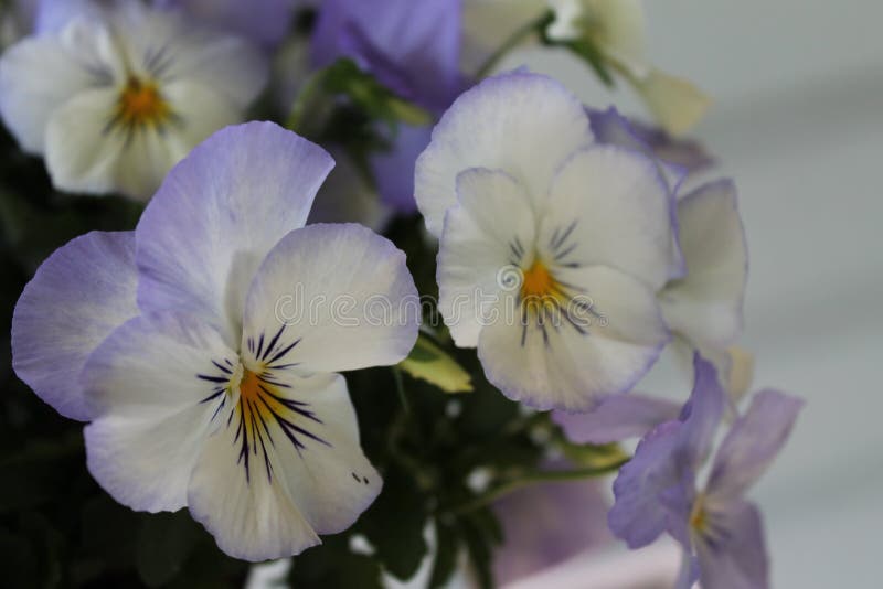 Pansie faces stock image. Image of summer, uniqye, floral - 90639613