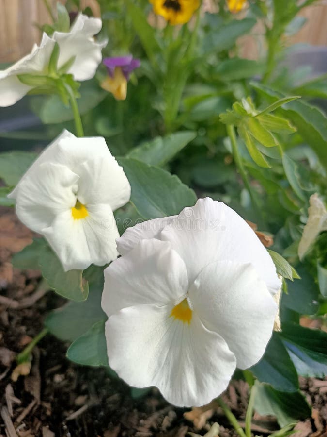 Pansie stock photo. Image of petal, rose, flower, garden - 206555558