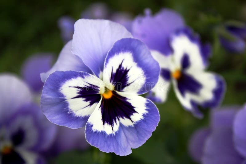 Pansies stock photo. Image of flower, heartsease, garden - 10036186