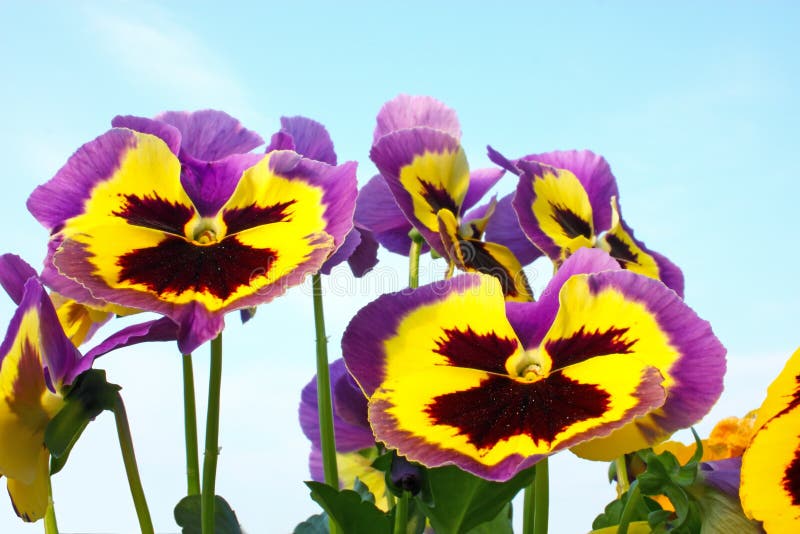 Pansies stock photo. Image of botanic, green, seasonal - 18501964