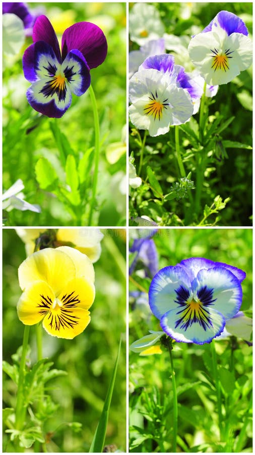 Pansies in bloom collage stock photo. Image of fields - 30636378