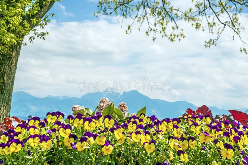 Pansies Chiemsee Alps stock photo. Image of flowers, mountain - 30827130