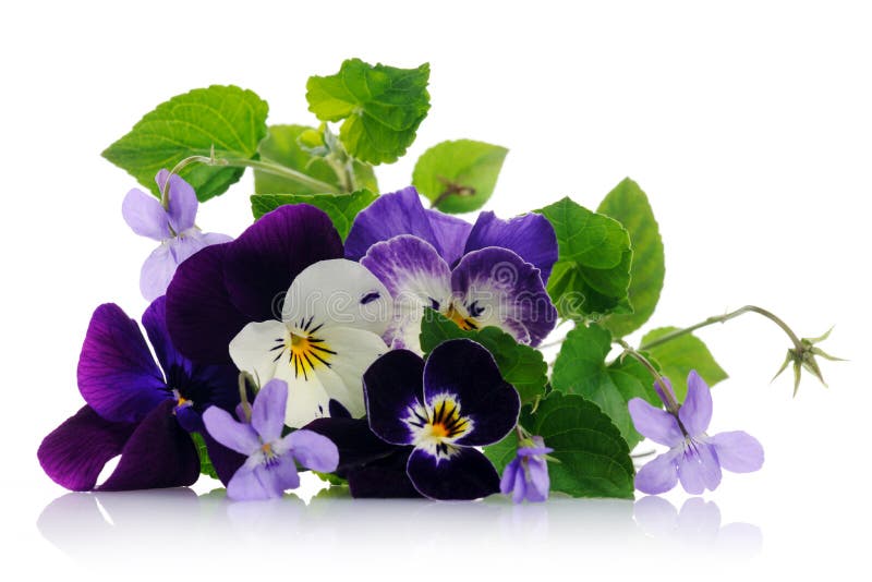 Pansies en viooltjes stock afbeelding. Image of mooi - 30530519