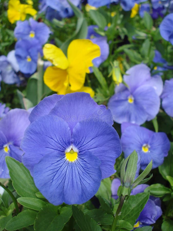 Pansies stock image. Image of flower, gentle, blooming - 36447945