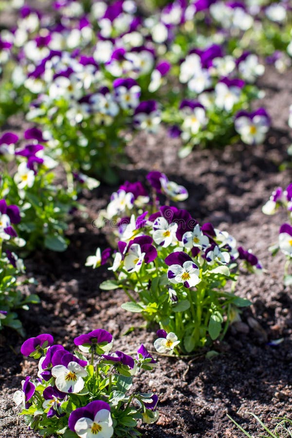 Pansies stock photo. Image of field, close, botany, beautiful - 88359620