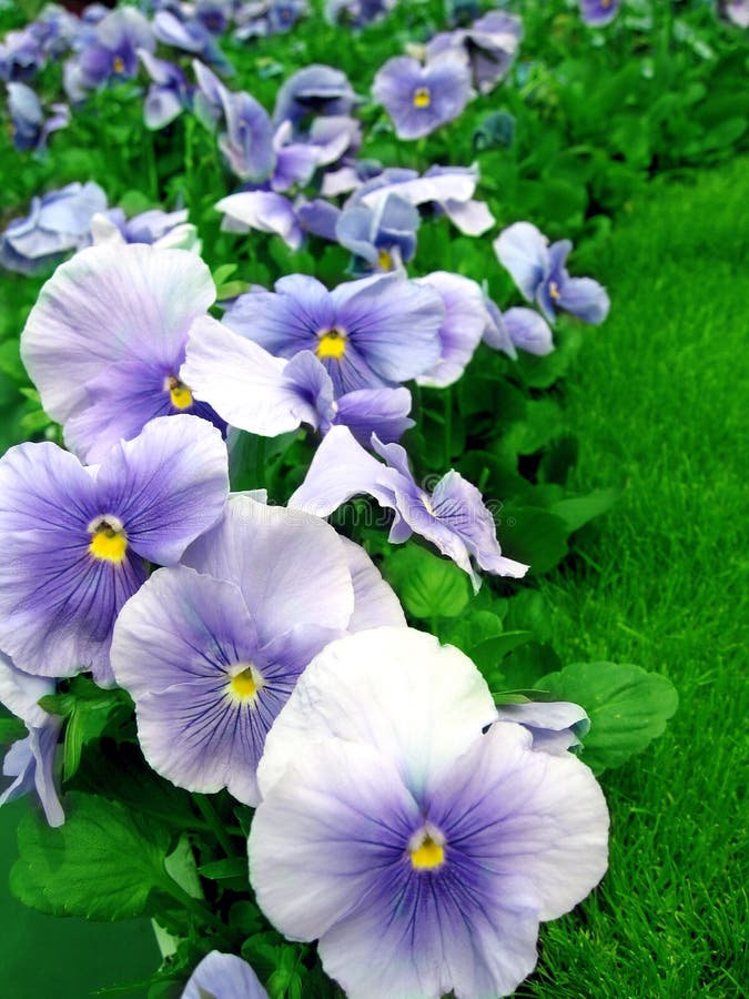 Pansies in Garden stock image. Image of botanical, outdoors - 952415