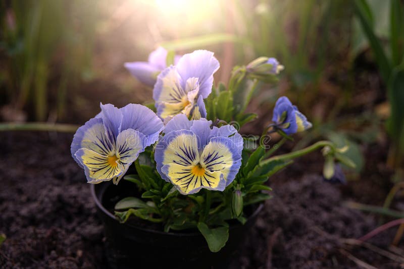 Pansies Growing in the Spring Garden Stock Image - Image of green ...