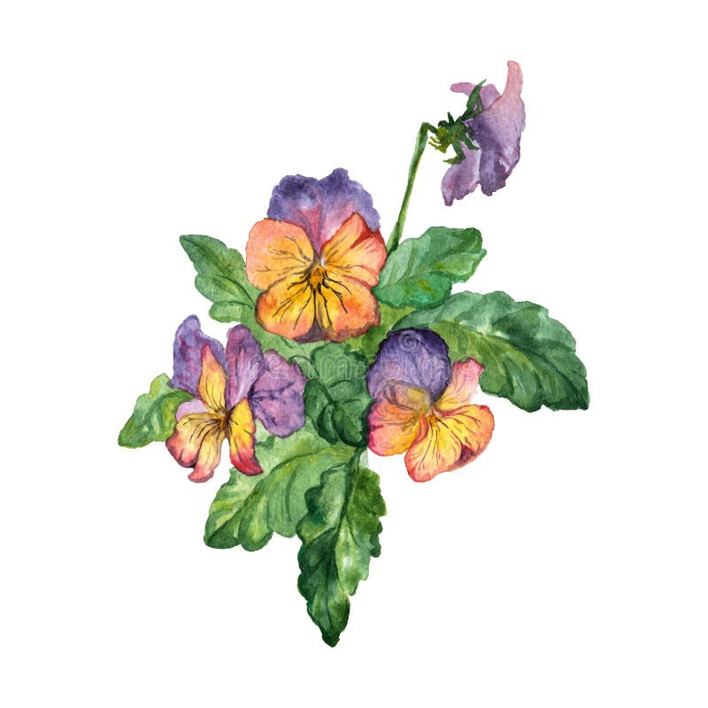 Watercolor Pansies Flowers in Flower Pot. Hand Draw Watercolor ...