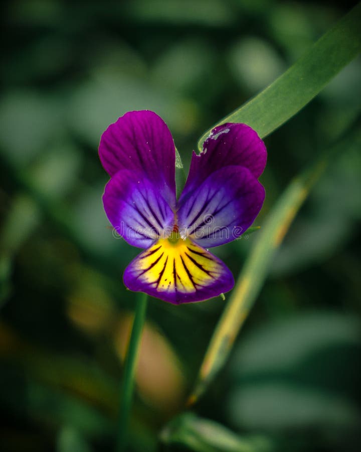 Pansies are Large Illuminated by the Sun. Stock Image - Image of close ...