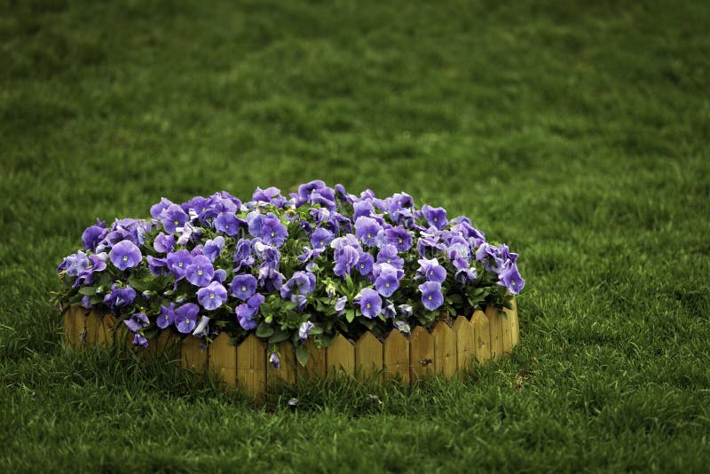 Pansies stock image. Image of pansy, green, flowers, land - 31064015