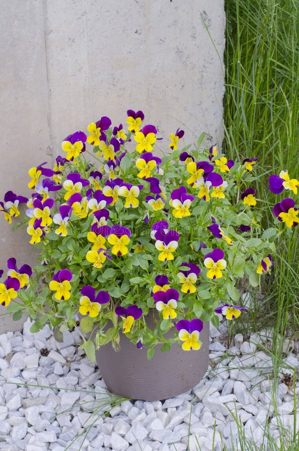 Colorful Flowers In A Pot Pansies Stock Image - Image of botany ...
