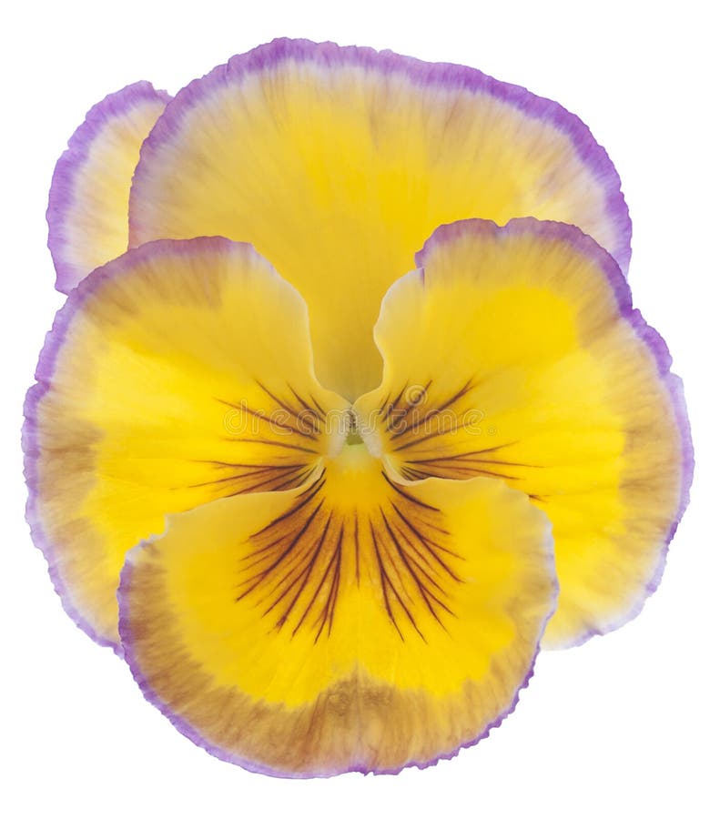 Pansy stock image. Image of plant, shot, studio, floral - 24864809