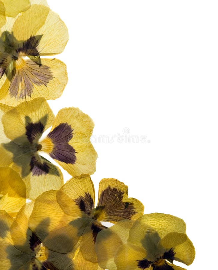 Pansy border stock image. Image of transluscent, isolated - 14309523